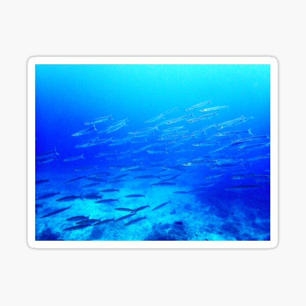 "Anchovy swarm" Sticker for Sale by OMdesigns93 | Redbubble