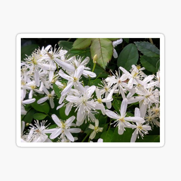 "White Clematis " Sticker by Pegsterpower | Redbubble