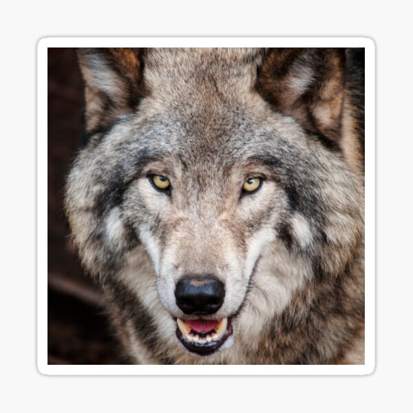 "Wolf Face" Sticker for Sale by liftdesign | Redbubble