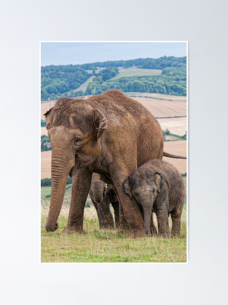 "Lean on Me Little Elephant" Poster for Sale by CrackersUK | Redbubble