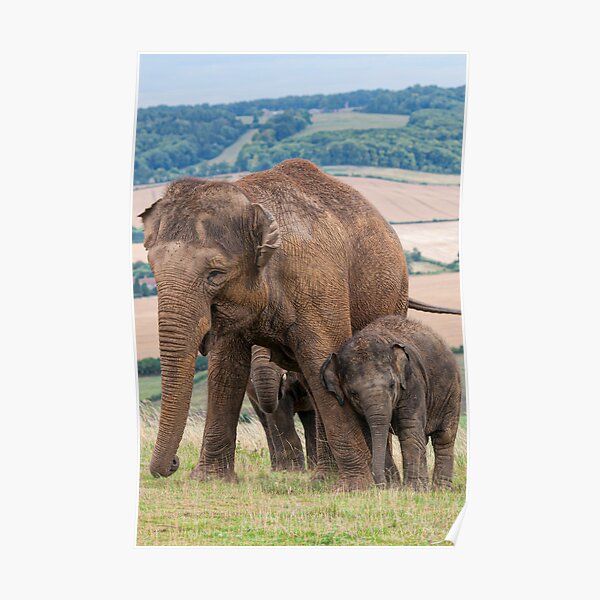 "Lean on Me Little Elephant" Poster for Sale by CrackersUK | Redbubble