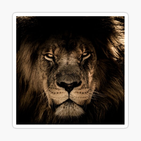 "Alpha Lion" Sticker for Sale by liftdesign | Redbubble