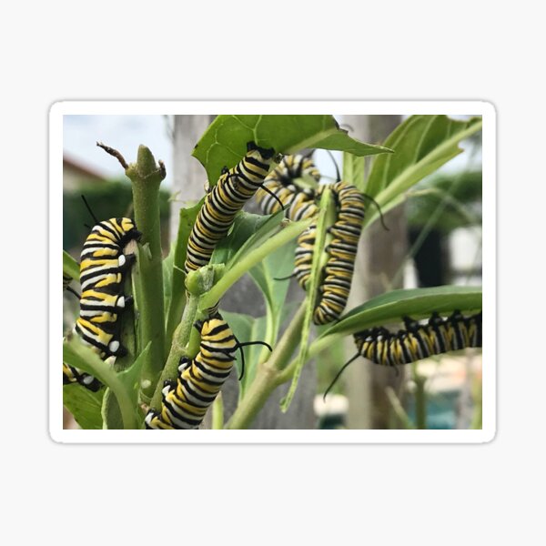 "Monarch Butterfly Caterpillar" Sticker for Sale by JDMHoney | Redbubble