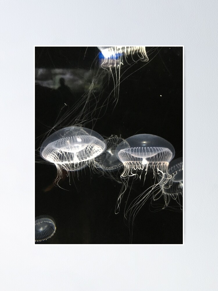 "Clear Jellyfish" Poster for Sale by Taranodongirl7 | Redbubble