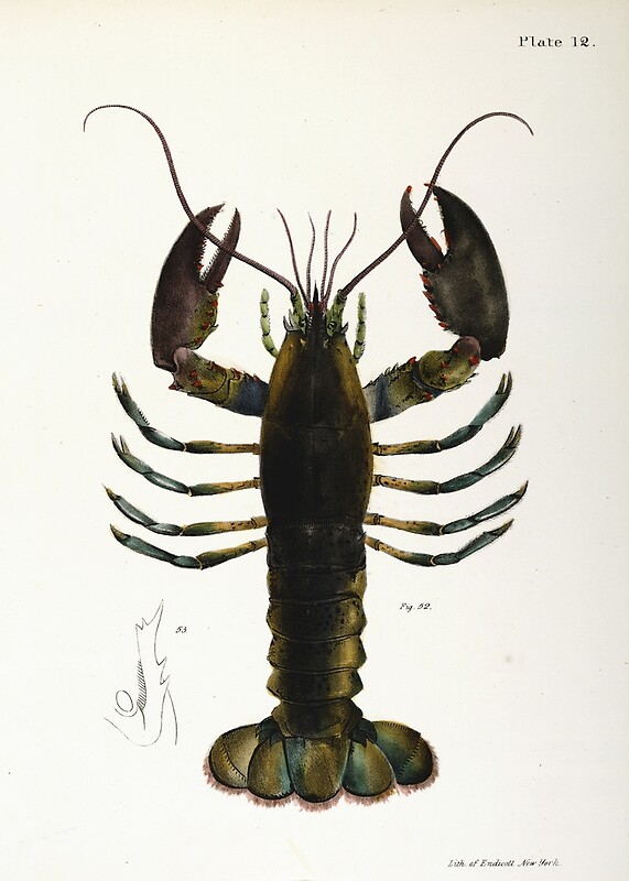 "Antique crustacean print - Homarus americanus (The American lobster ...