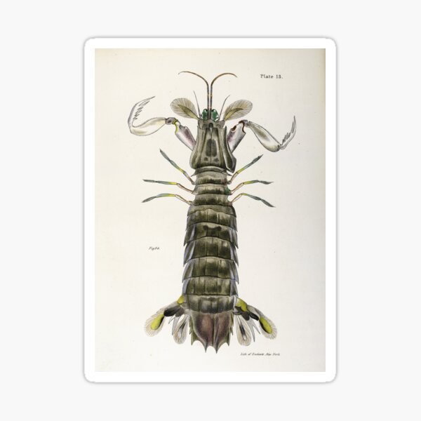 "Antique crustacean print - Squilla empusa (The mantis shrimp)" Sticker ...