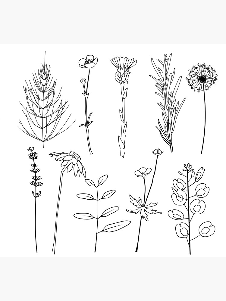 Lámina artística «Hierbas de campo diente de león, manzanilla ...