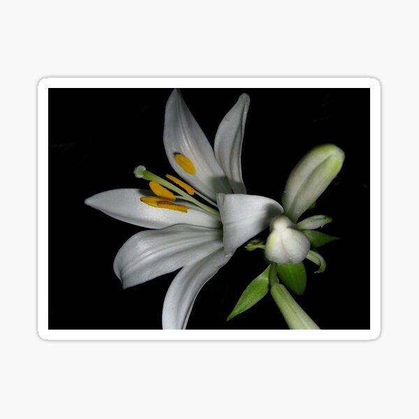 "White lily" Sticker for Sale by beleja | Redbubble