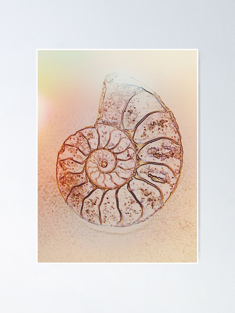 "Ammonite" Poster by MagsWilliamson | Redbubble