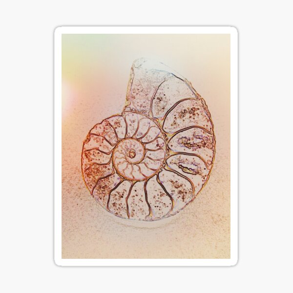 "Ammonite" Sticker for Sale by MagsWilliamson | Redbubble