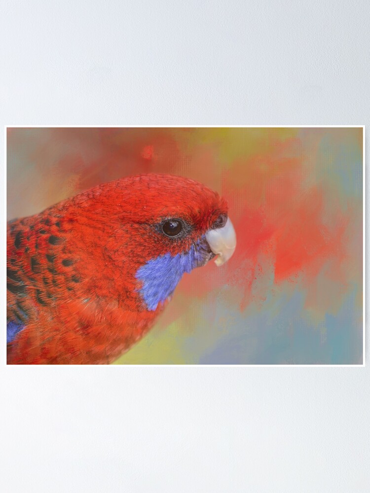 "Crimson Rosella" Poster for Sale by fineart2017 | Redbubble
