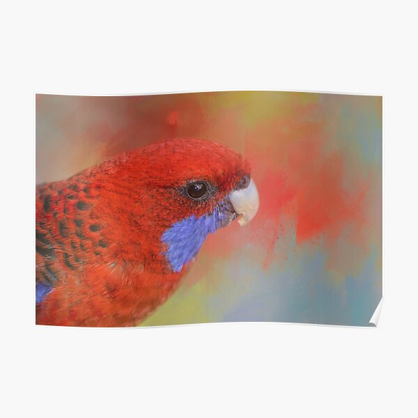 "Crimson Rosella" Poster for Sale by fineart2017 | Redbubble