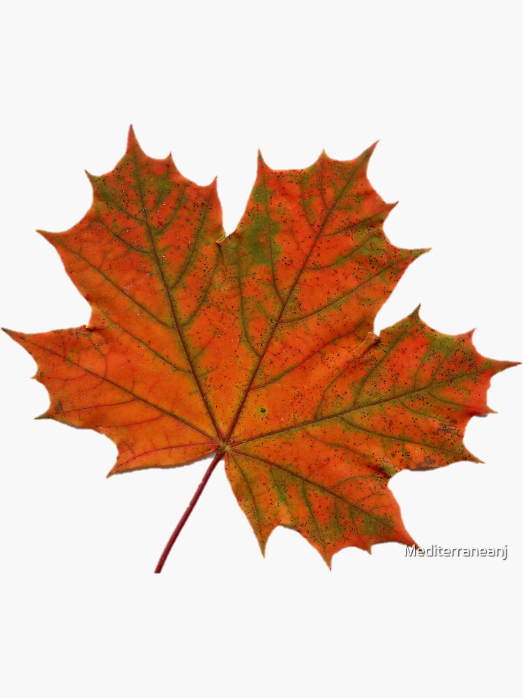 "Mediterranean September leaf" Sticker for Sale by Mediterraneanj ...