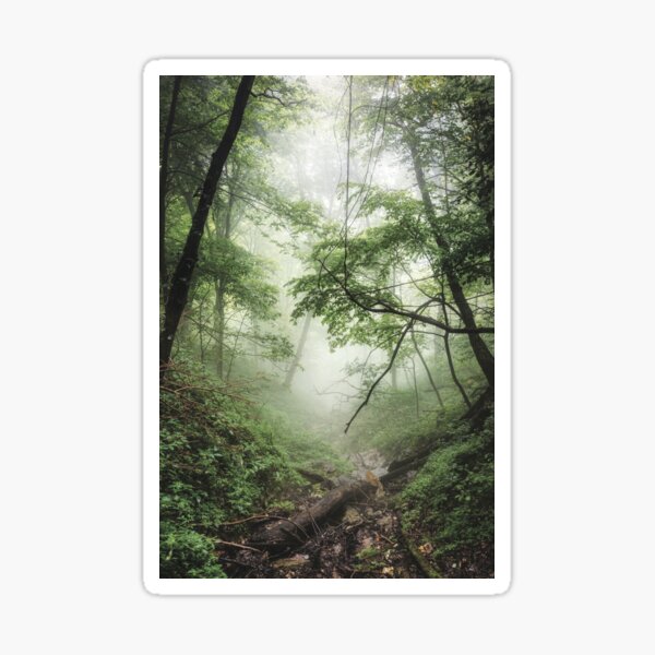 "Jungle tropical rainforest tree vegetation" Sticker by samasa66 ...