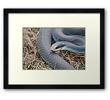 "Michigan Blue Racer Snake" by miphotoguy | Redbubble
