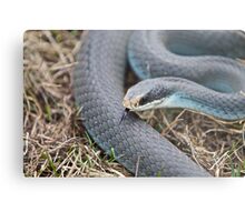 "Michigan Blue Racer Snake" by miphotoguy | Redbubble