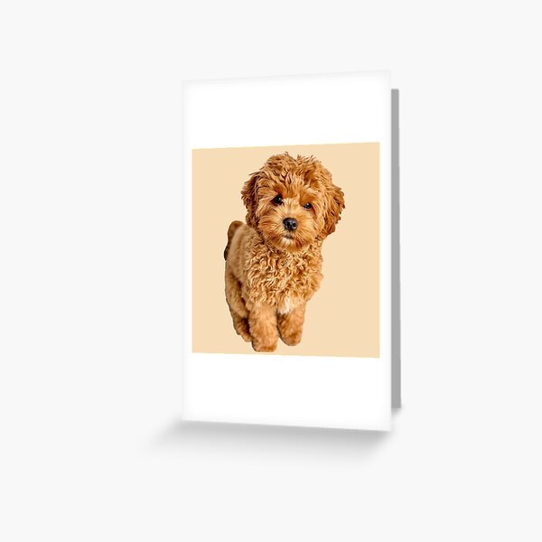 Cavapoo Merch & Gifts for Sale | Redbubble