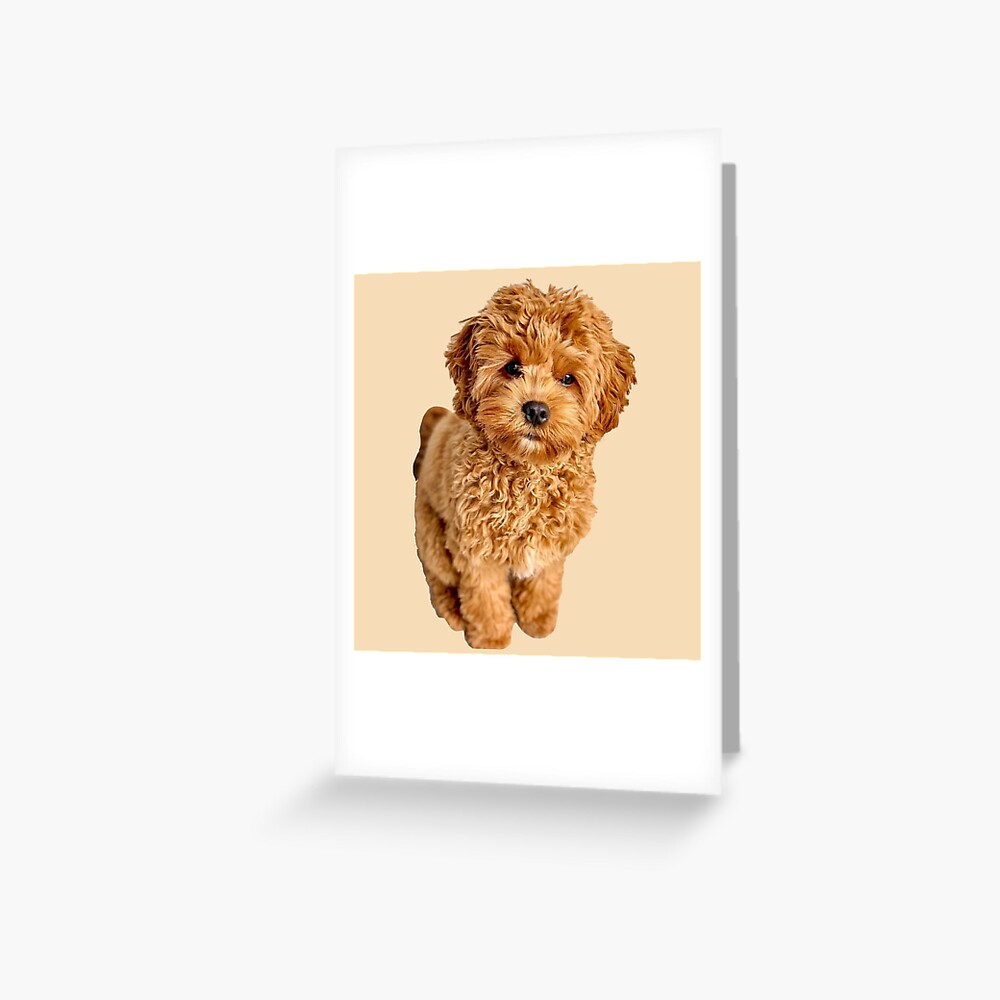 "Cavapoo" Greeting Card by thecavapootales | Redbubble