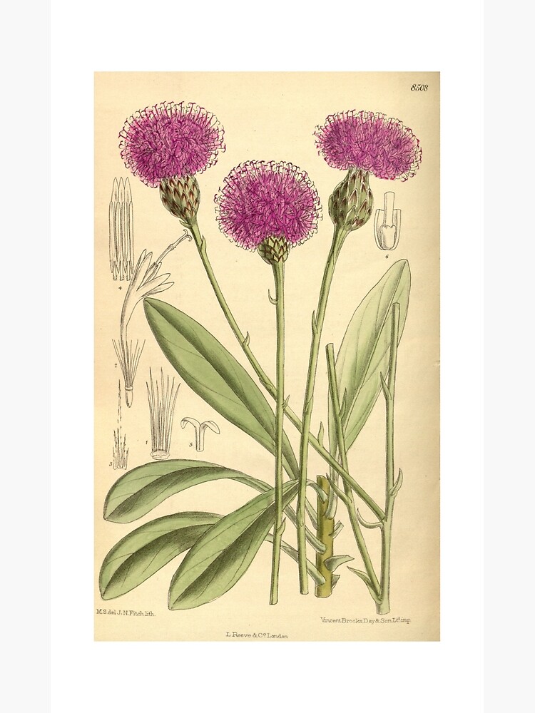 "Centaurea crassifolia 139 8508" Poster by EsotericBotanic | Redbubble