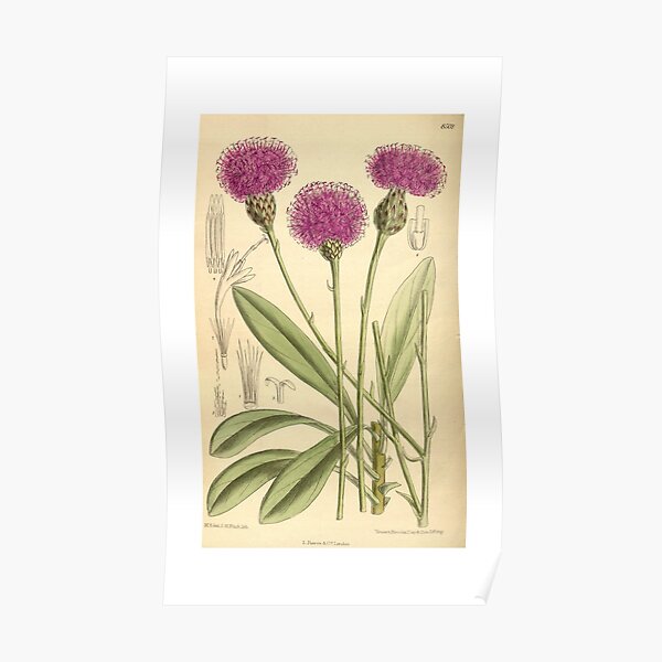"Centaurea crassifolia 139 8508" Poster by EsotericBotanic | Redbubble