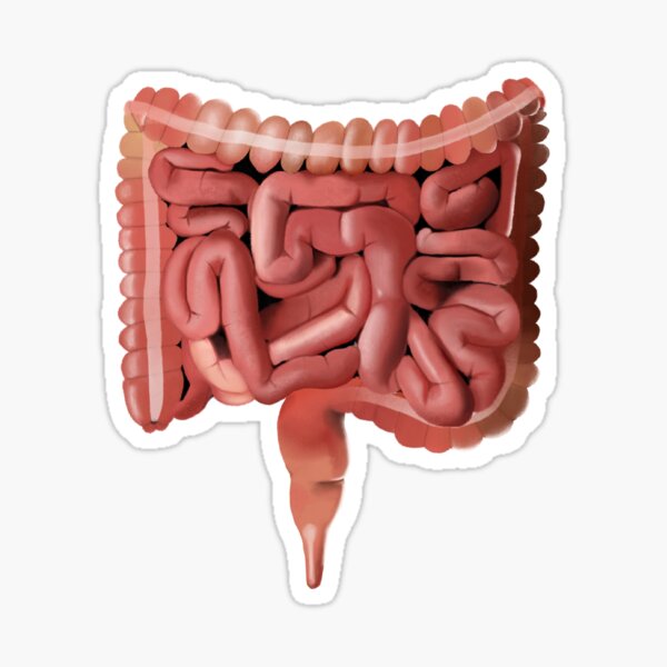 "Intestines" Sticker by v0813 | Redbubble