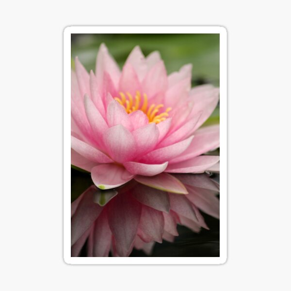 "Pink lily" Sticker for Sale by SandiLin | Redbubble