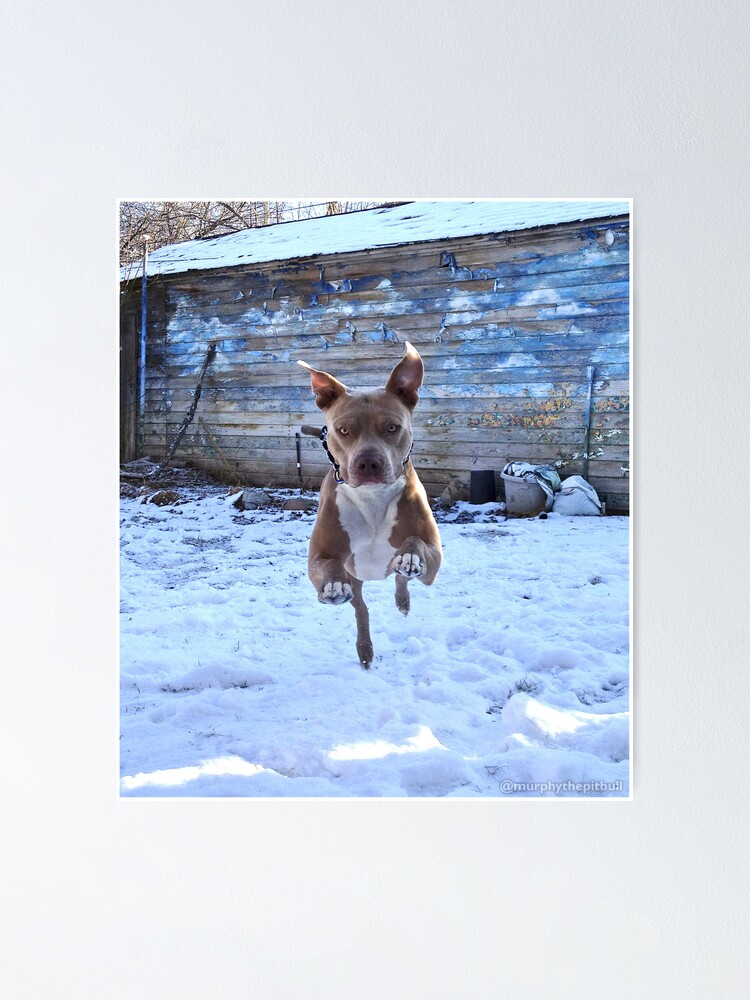 "A Perfect Leap" Poster by flapsofdestiny | Redbubble