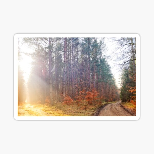 "Sunny and shadow in the forest path" Sticker for Sale by YaWang ...