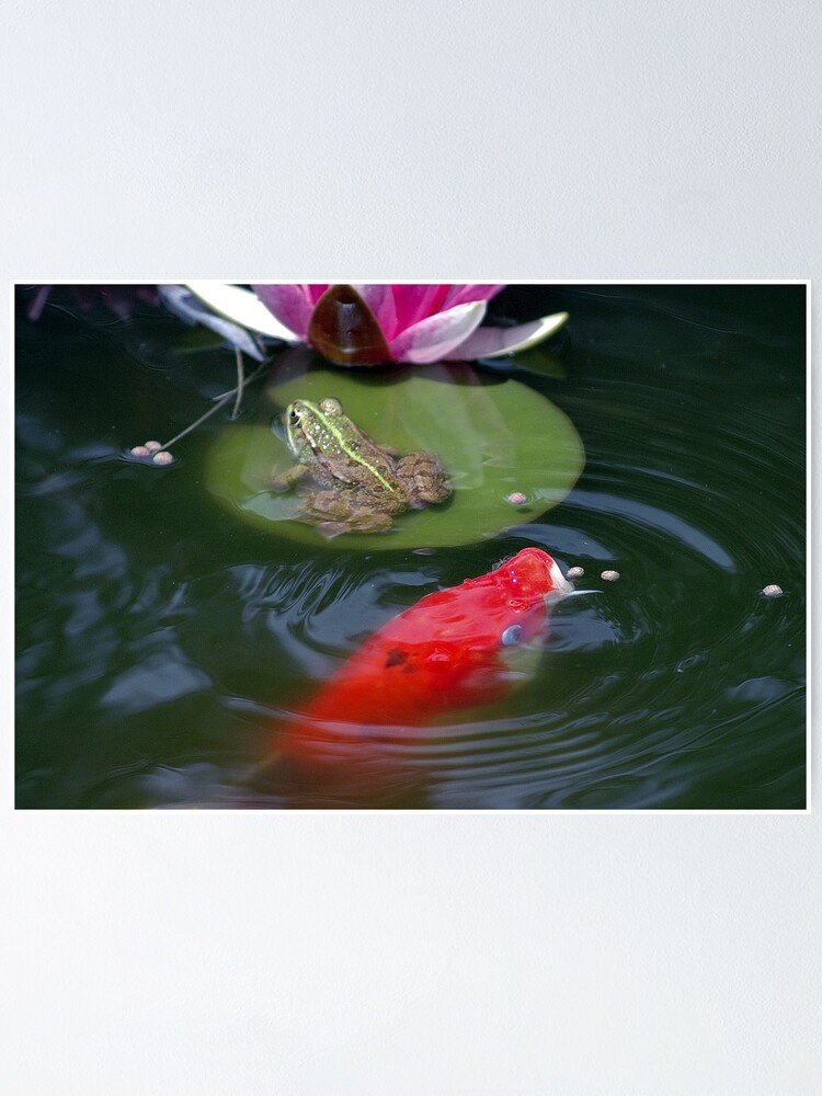"Koi fish & frog" Poster by Coolprints1 | Redbubble
