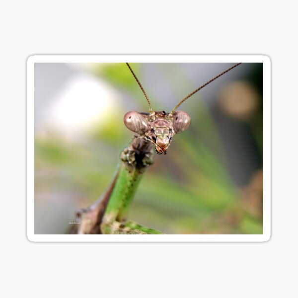 "Carolina Mantis Face" Sticker for Sale by mark-bugs-org | Redbubble