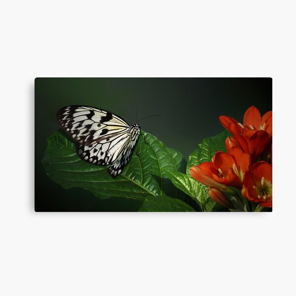 Rice Paper Wall Art | Redbubble