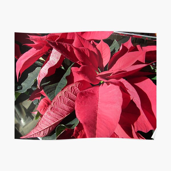 "USA Poinsettias" Poster for Sale by BlackBeret | Redbubble