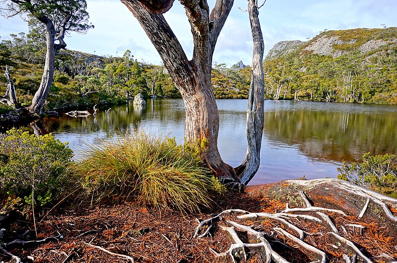 "Wombat Pool" by Harry Oldmeadow | Redbubble