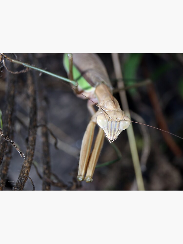 "Chinese Mantis BUG-FACE!" Sticker by mark-bugs-org | Redbubble