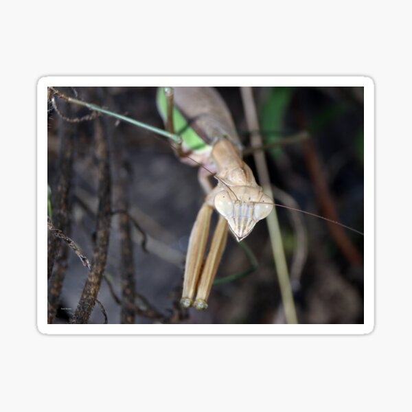"Chinese Mantis BUG-FACE!" Sticker by mark-bugs-org | Redbubble