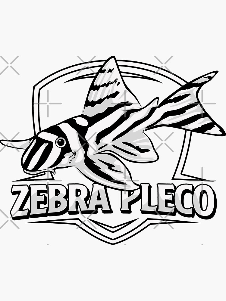 "Zebra Pleco L46 Wels Catfish Saugwels L-Number L046 Hypancistrus ...