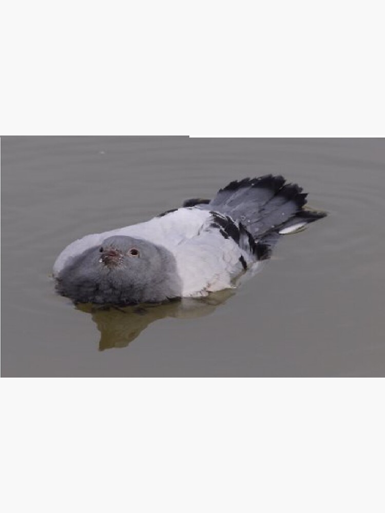 "Swimming Pigeon " Sticker by ladybugsr-cool | Redbubble