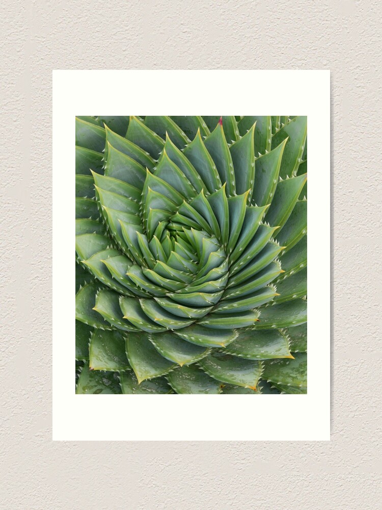 "Fibonacci Green Desert Cactus with Spiral Pattern" Art Print by ...