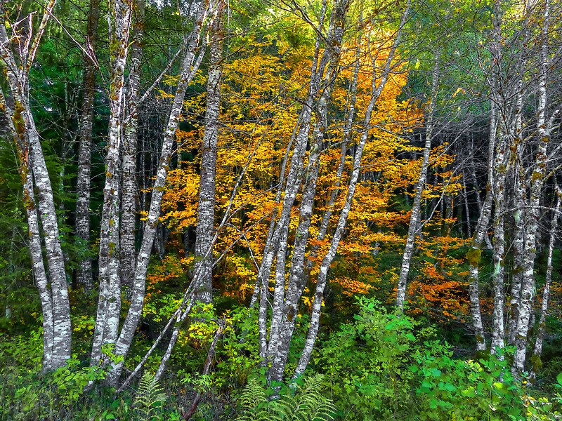 "It's All About The Colors ~ Alder Trees ~" by Charles & Patricia ...