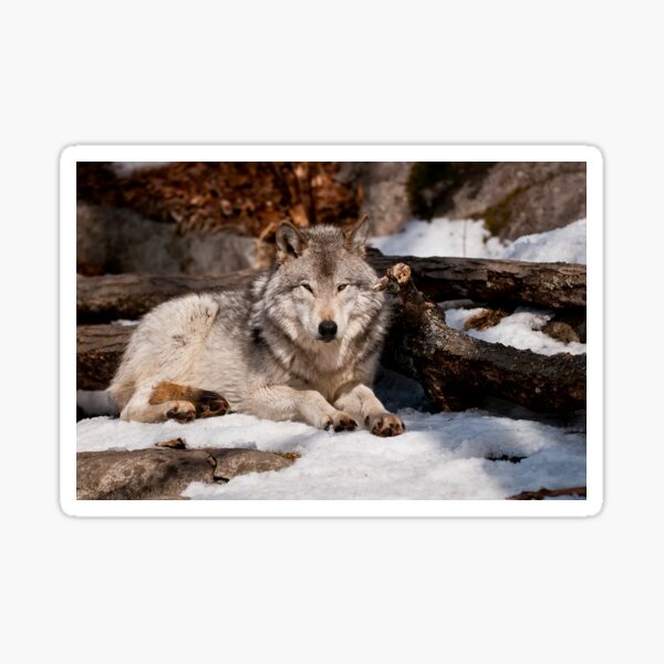 "Timber Wolf" Sticker by WolvesOnly | Redbubble