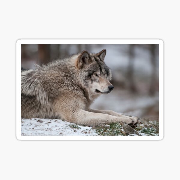 "Timber Wolf" Sticker by WolvesOnly | Redbubble