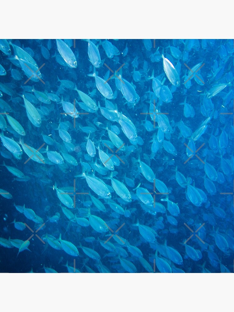 "Thousands Fish" Poster by BBDBAM | Redbubble