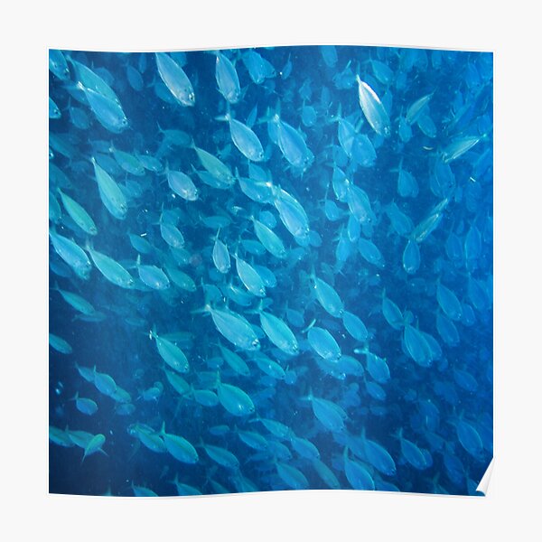 "Thousands Fish" Poster by BBDBAM | Redbubble
