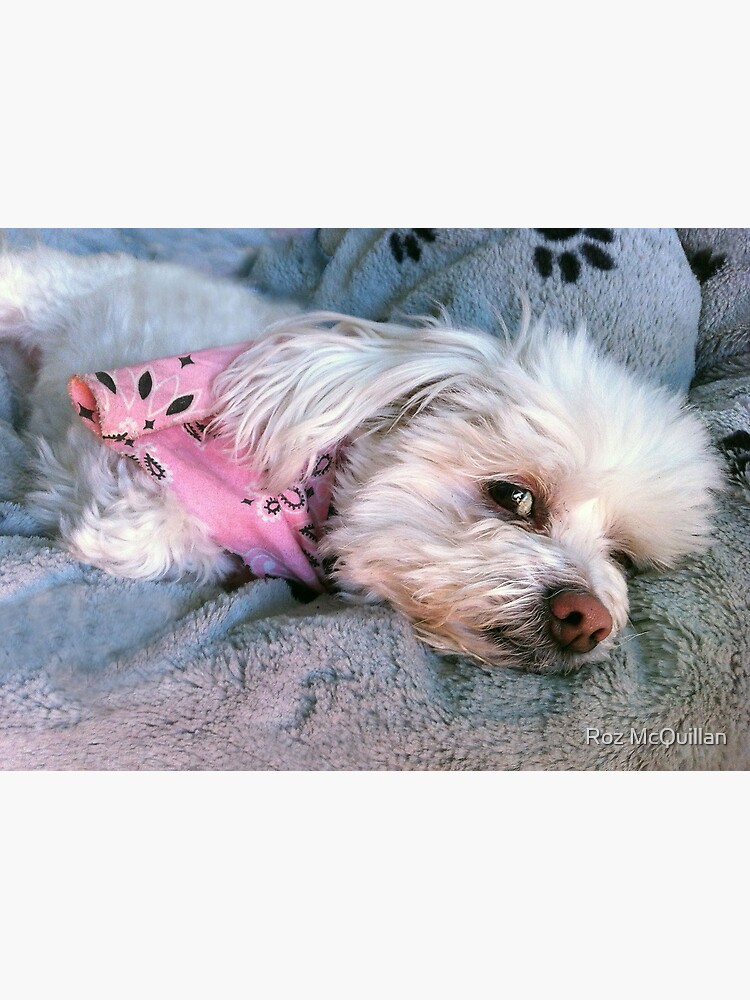 "I'm soooo tired...." Photographic Print for Sale by rozmcq | Redbubble