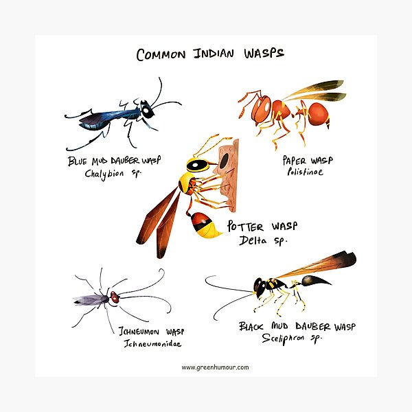 "Common Wasps of India" Photographic Print by rohanchak | Redbubble
