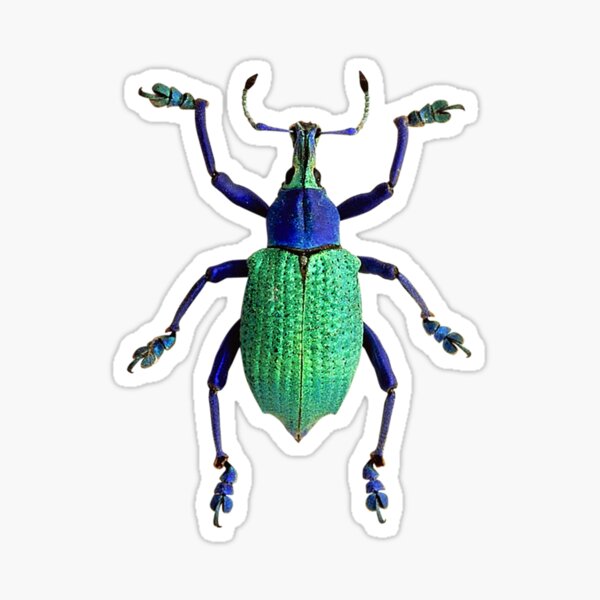 "Bug" Sticker by NIK8818 | Redbubble