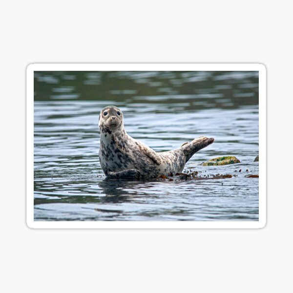 "Curious common seal" Sticker by oceandesign | Redbubble