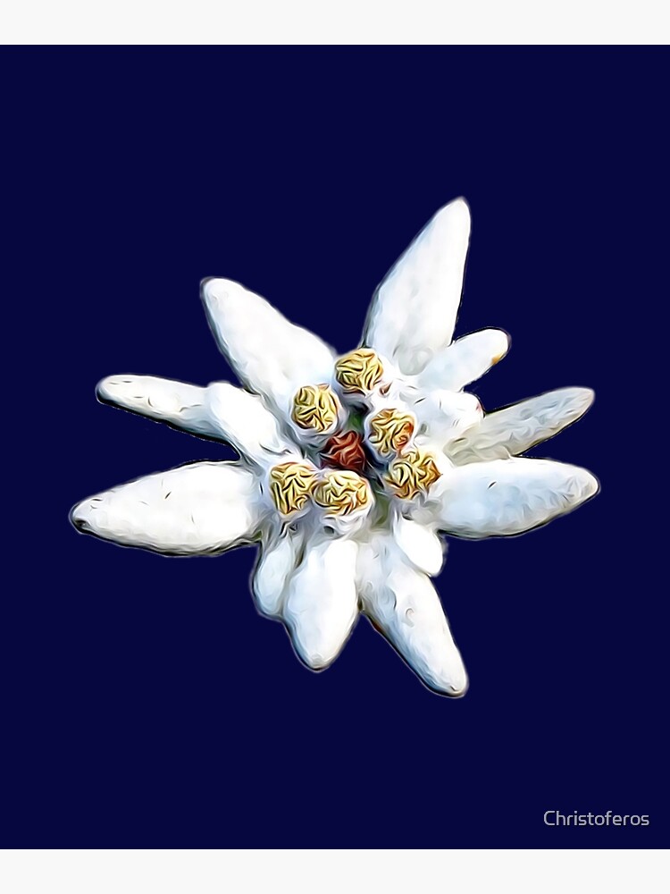 "Edelweiss Flower" Poster for Sale by Christoferos | Redbubble