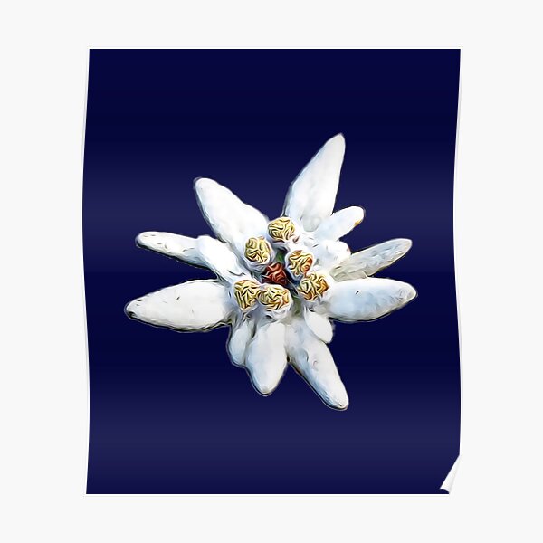 "Edelweiss Flower" Poster for Sale by Christoferos | Redbubble