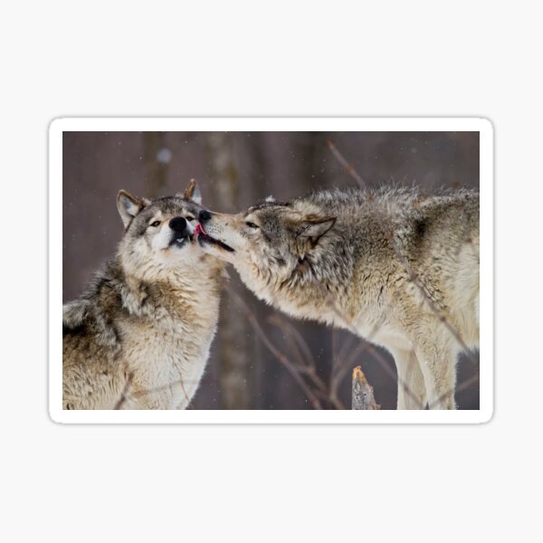 "Kissy Face" Sticker by WolvesOnly | Redbubble